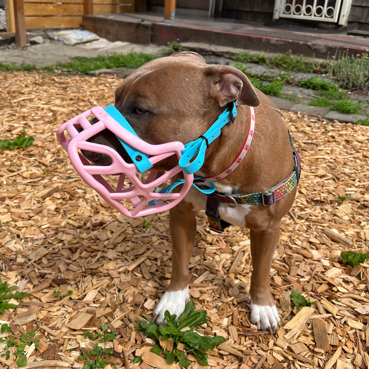 xl bully muzzle