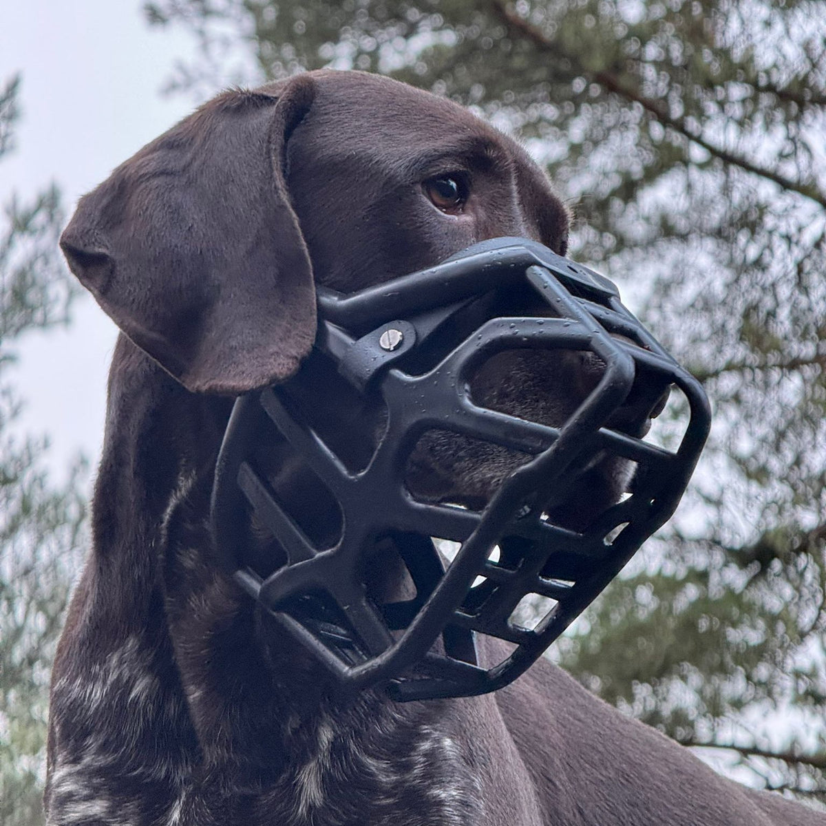 The Best Dog Muzzles | Comfortable & Durable | The Muzzle Movement