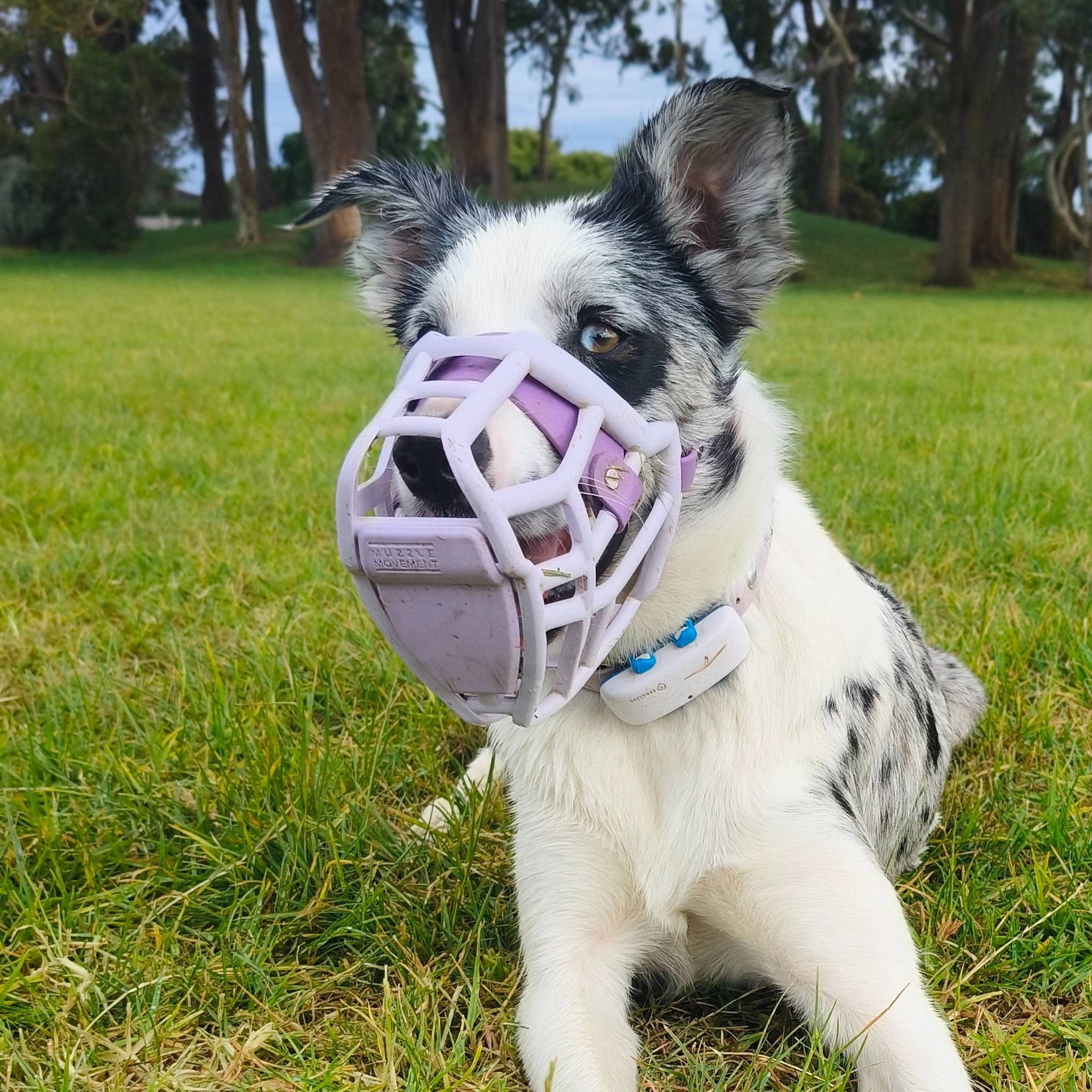 Size Neli Dog Muzzle - Made to order muzzle with colour customisation ...