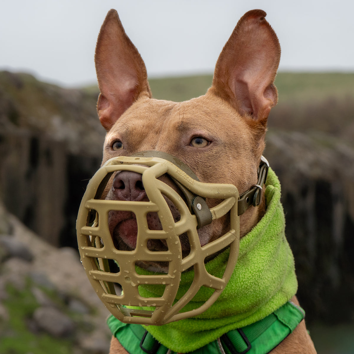 Size Pippa Dog Muzzle - Made to order muzzle with colour customisation ...