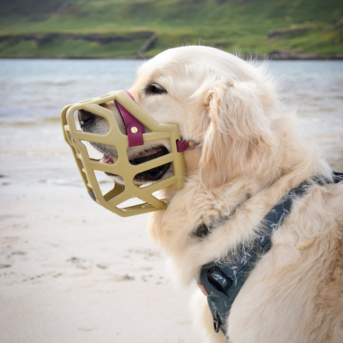 Size Taz Dog Muzzle - Made to order muzzle with colour customisation ...