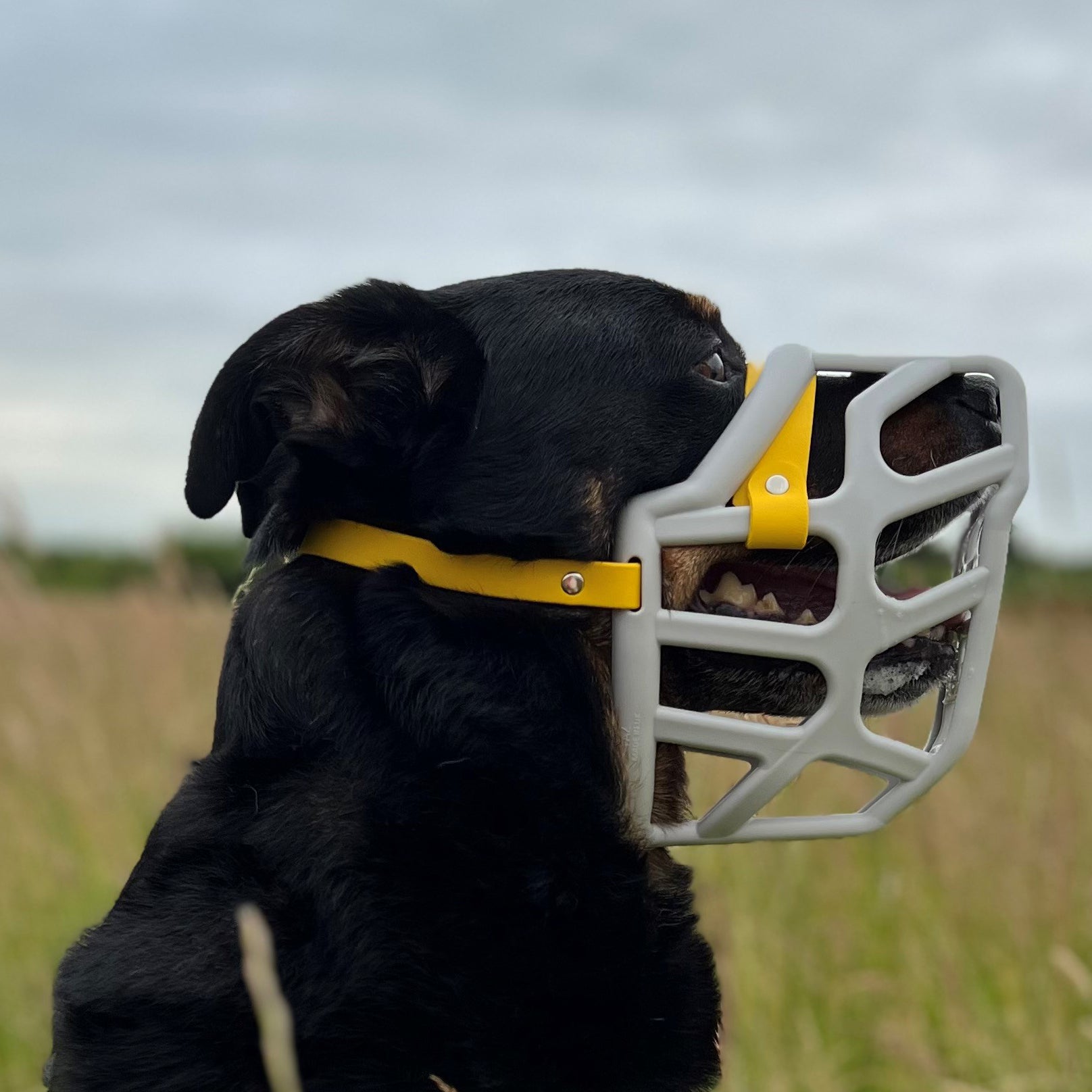 Size Taz Dog Muzzle - Made to order muzzle with colour customisation ...